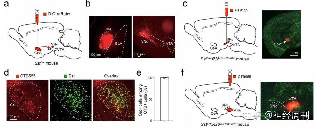 李波团队揭示中央杏仁核具有辨别好、坏刺激的能力 - 知乎