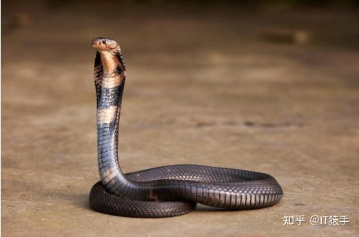 多目标优化算法：多目标蛇优化算法（Multiple Objective Snake Optimizer，MOSO）通过MATLAB代码 - 知乎