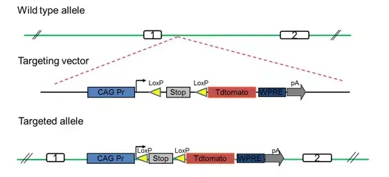 工具鼠的工具鼠，Reporter 鼠简介 - 知乎