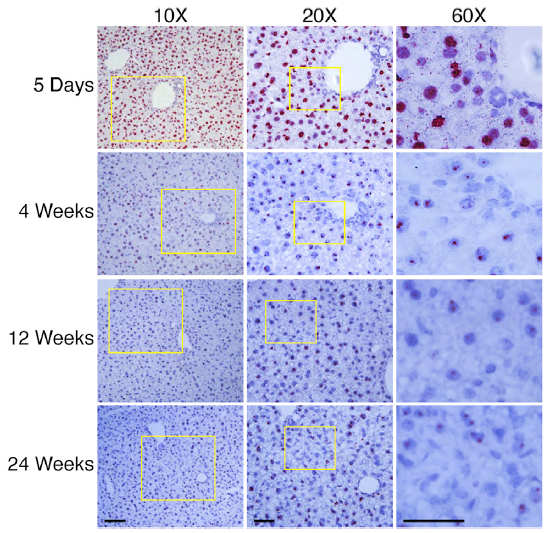 RNAscope 在基因治疗 AAV 载体相关检测中的应用（上） - 知乎