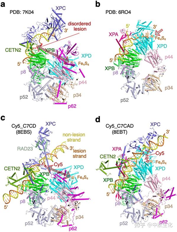 Nature：揭示蛋白XPC、TFIIH和XPA在DNA切除修复中识别DNA损伤机制 - 知乎