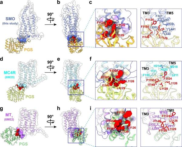 水木视界iss. 25 | 基于冷冻电镜的GPCR研究：融合蛋白策略 - 知乎