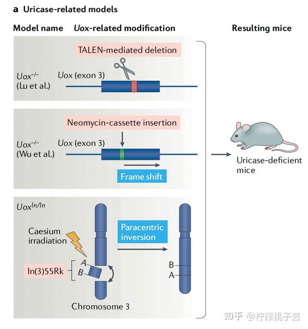 总结 | 高尿酸血症动物模型的构建及研究进展 - 知乎
