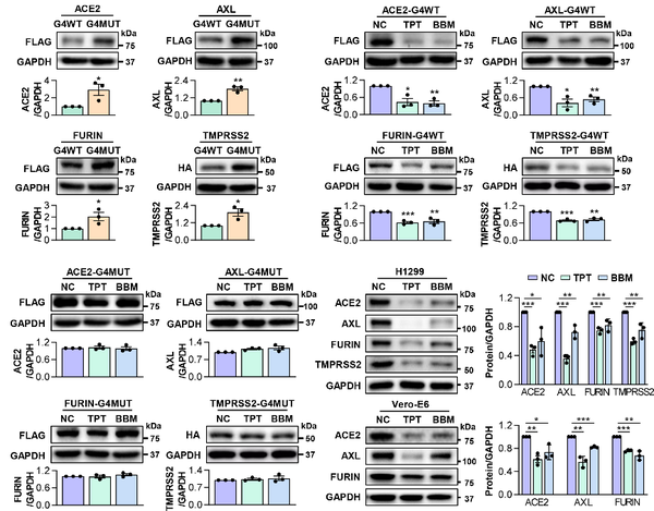 PLOS Pathog︱四川大学华西医院傅湘辉/田艳团队报道新冠防治潜在药物：拓扑替康和小檗胺靶向RG4，抑制新冠病毒感染 - 知乎