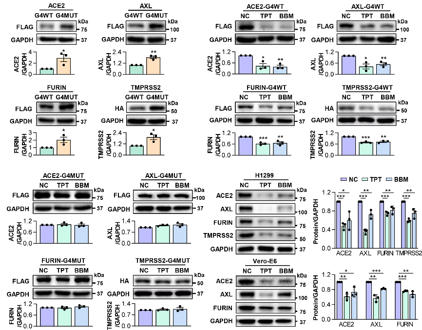 PLOS Pathog︱四川大学华西医院傅湘辉/田艳团队报道新冠防治潜在药物：拓扑替康和小檗胺靶向RG4，抑制新冠病毒感染 - 知乎