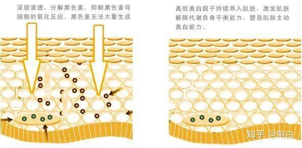 「知识帖」关于传明酸在护肤品中的应用 知乎