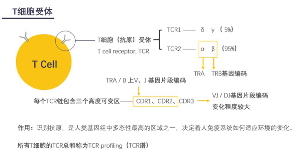 【干货】CAR-T载体的每个元件的功能介绍 - 知乎