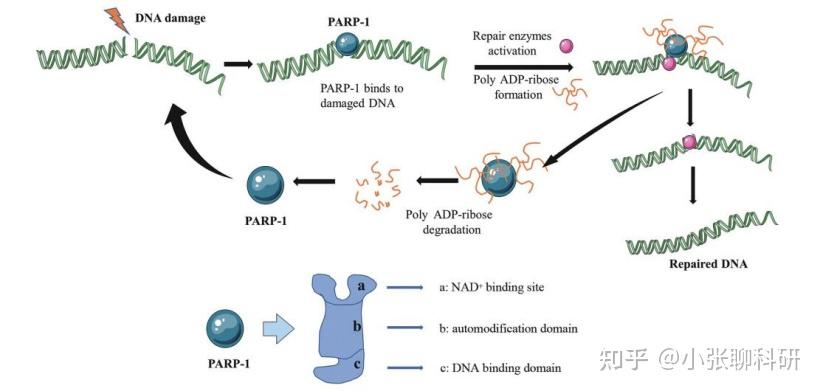 综述丨细胞死亡有那么多热点，这个Parthanatos值得了解 - 知乎