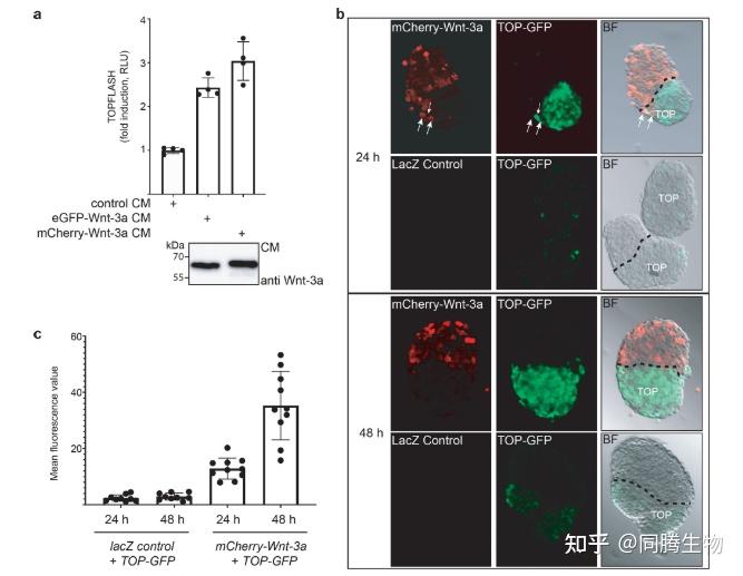 同腾睿杰案例应用丨eGFP标记Wnt-3a揭示受体互作动态 - 知乎