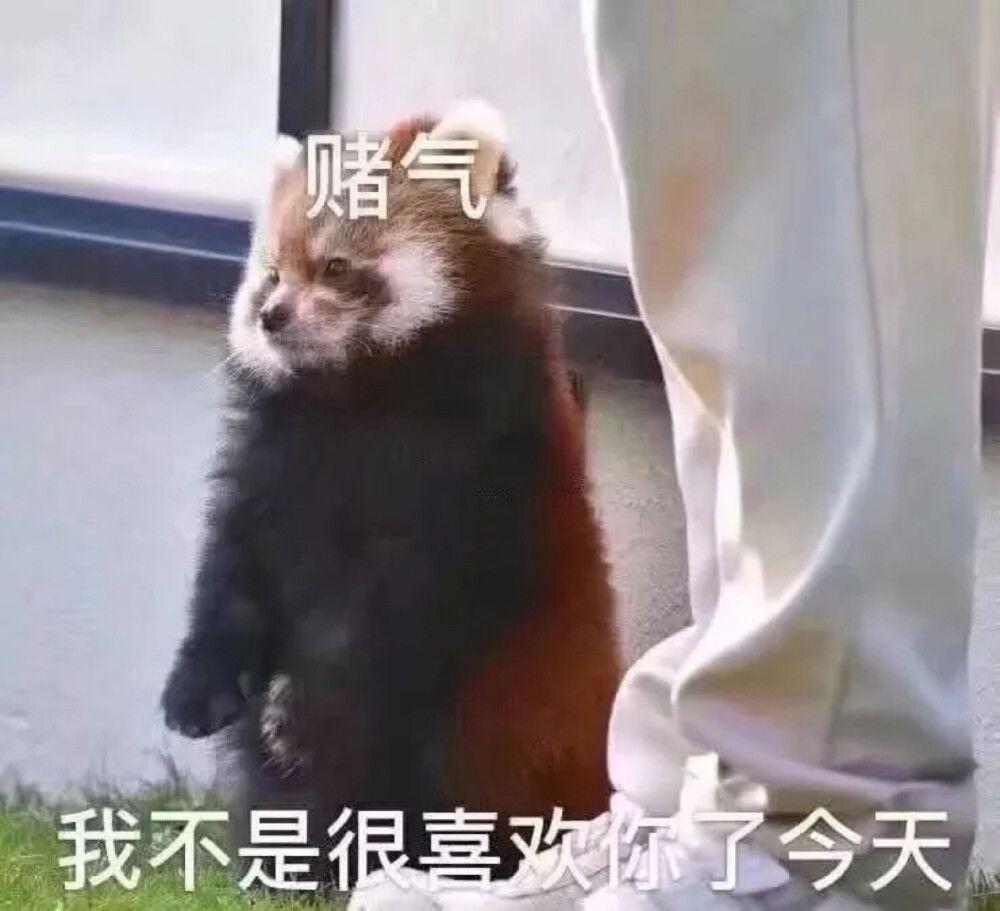 【西皮滴滴（cpdd）篇】cpdd，你是唯一，绿我可以，演我不行，生不见面，死不奔现，只接语音，不接视频 - 知乎