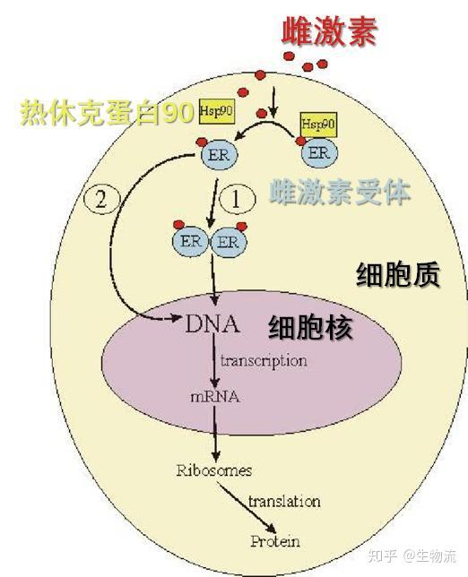基因的时间开关——CreERT系统 - 知乎