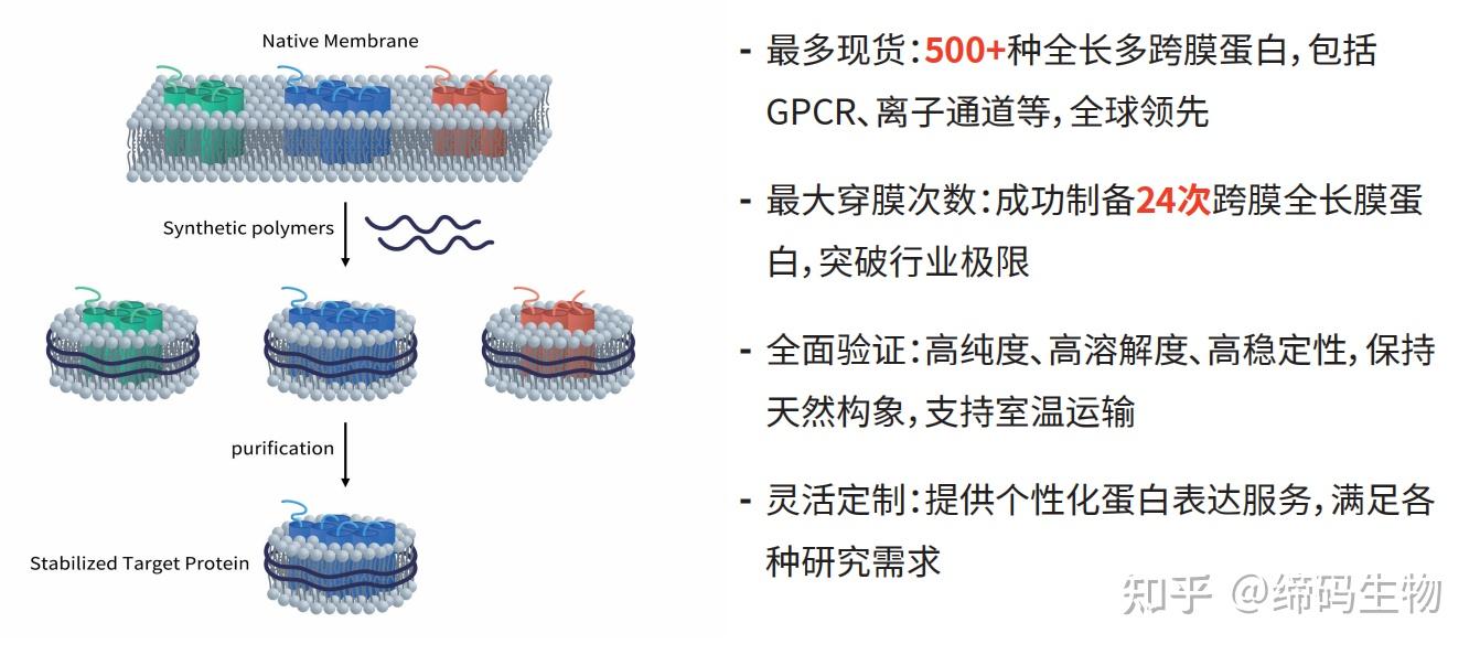 NPY受体家族：疾病治疗的“新靶点”与“老难题” - 知乎