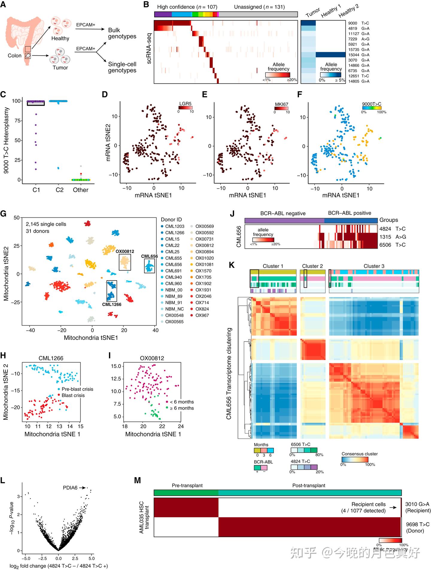 Lineage Tracing in Humans Enabled by Mitochondrial Mutations and Single ...