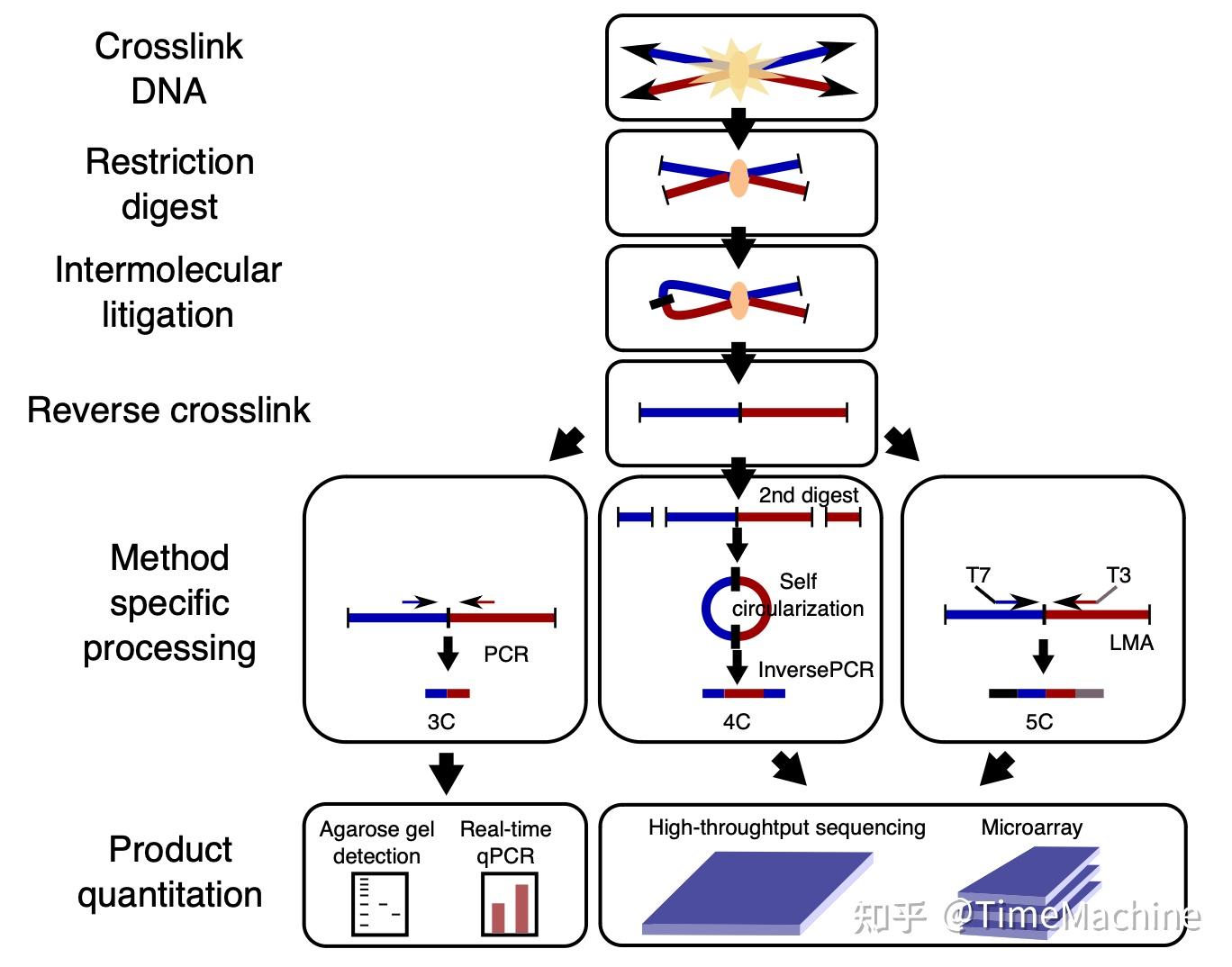 3C、Hi-C 和单细胞 Hi-C 技术：揭示基因组空间结构的革命 - 知乎
