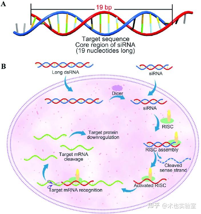 RNA干扰（RNAi)的相关原理及实验流程 - 知乎