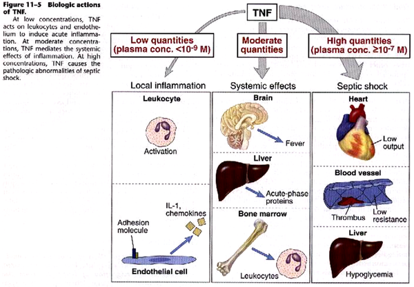 免疫学整理--细胞因子&补体系统 - 知乎