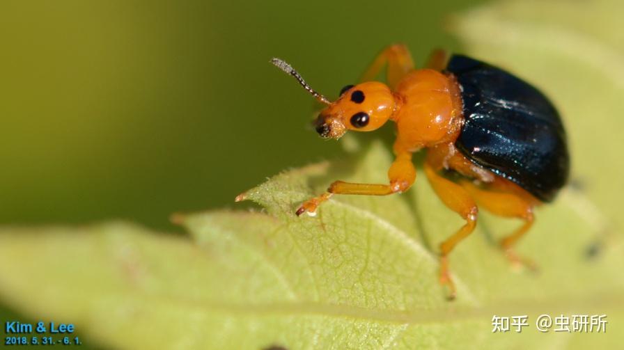 被卷到了！这个长脖虫是怎么卷...的？（上） - 知乎