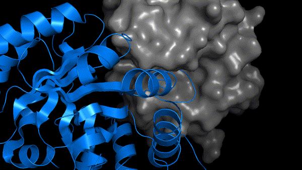 Pymol_movie - 知乎