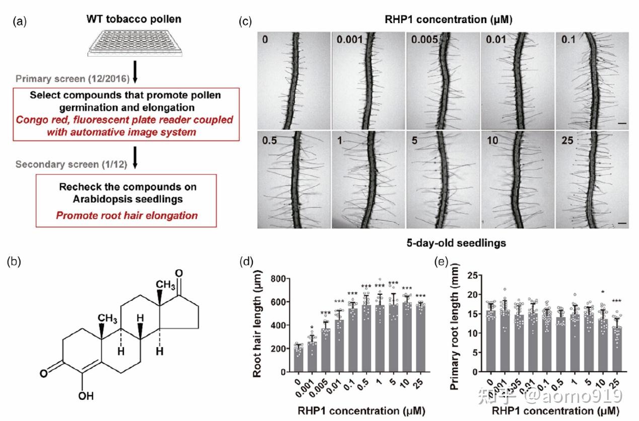 AbMole科研-小分子RHP1通过作用于RHD6-RSL4依赖的转录途径和ROP信号通路的上游来促进植物根毛尖的生长 - 知乎