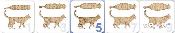 猫咪也有完美曲线？体重标准BCS认识下 - 知乎