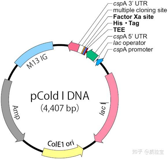pCold 系列大肠杆菌冷休克蛋白表达载体温度诱导型CSPA启动子质粒 - 知乎