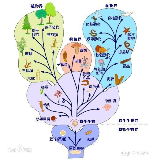 结构系列02大自然中的结构 知乎