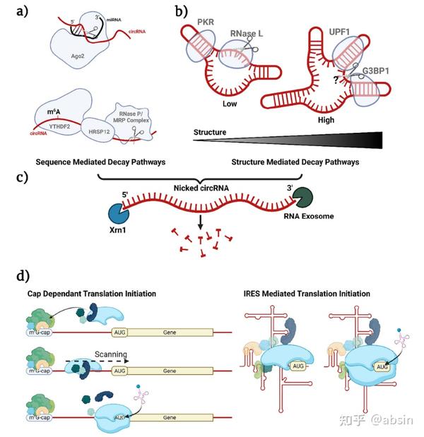 探究环状RNA在疾病治疗中的应用前景 - 知乎