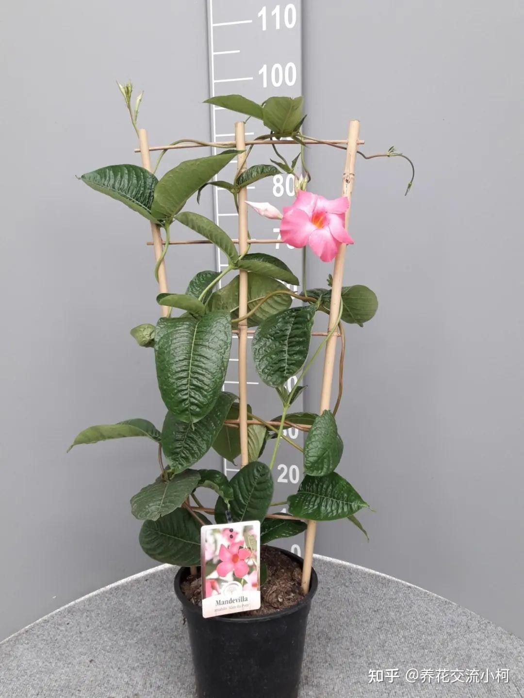 飘香藤、红蝉花和双腺藤傻傻分不清？为啥没香味？怎么养多开花？ - 知乎