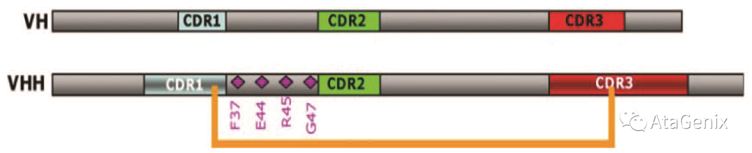 技术分享第二十四期 | VHH纳米抗体—创新药物研发加速器 - 知乎