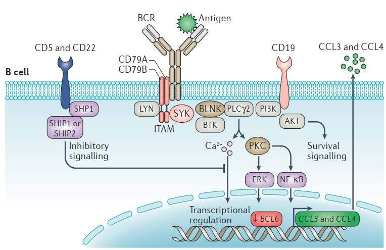 创新靶点CD79精准破局，引领肿瘤治疗新航道~ - 知乎