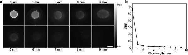 染料探针 | 利用分子工程改进市售NIR-II荧光菁染料的肿瘤靶向和成像 - 知乎