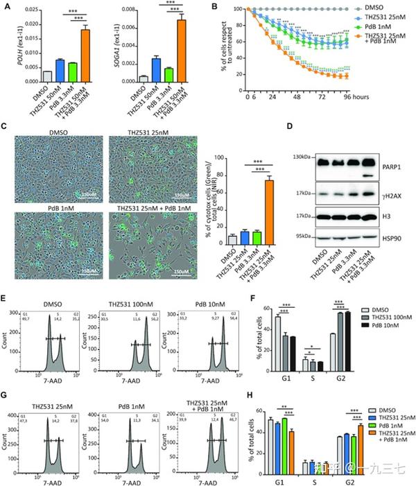 CDK12/13通过增强RNA聚合酶II与剪接因子SF3B1互作促进近端内含子的剪接 - 知乎