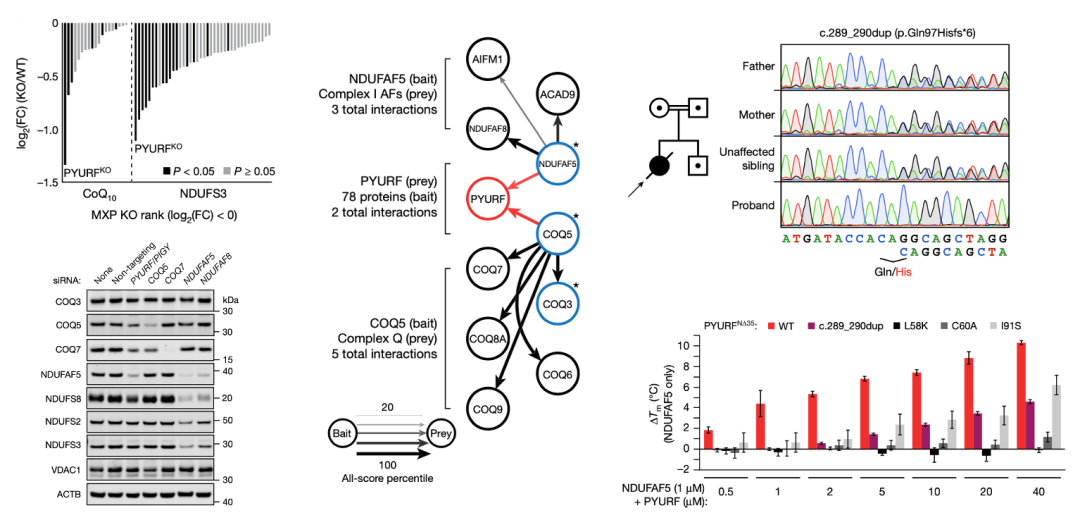 国自然热点：Nature发表挖掘线粒体蛋白功能的数据库资源 - 知乎
