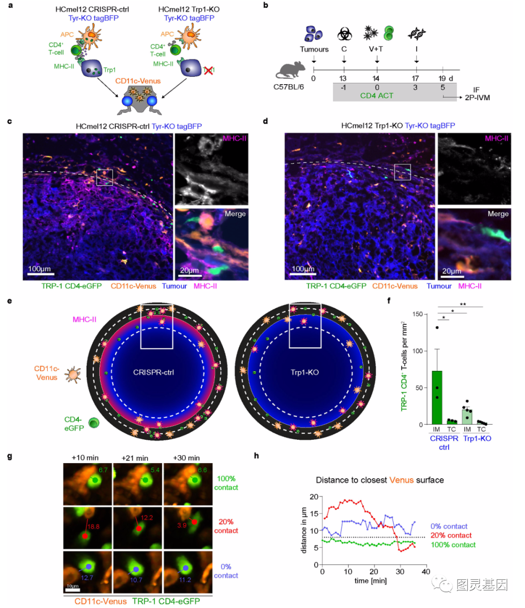 Nature | CD4+ T细胞诱导的炎症细胞死亡控制肿瘤免疫逃避 - 知乎