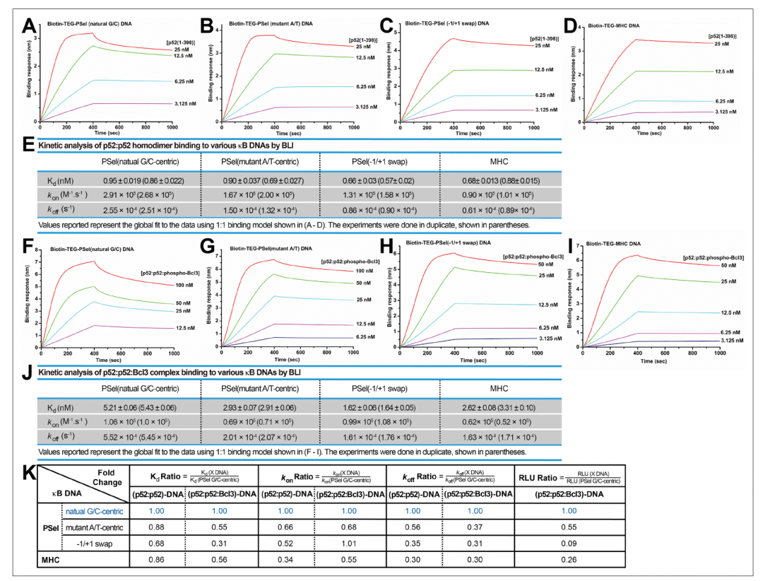 eLife︱澳门大学Vivien Wang课题组揭示转录因子NF-κB与DNA结合的动力学特征及其调控转录活性的分子机制 - 知乎