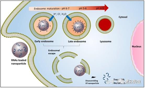 用于RNA递送的脂质和高分子材料 - 知乎