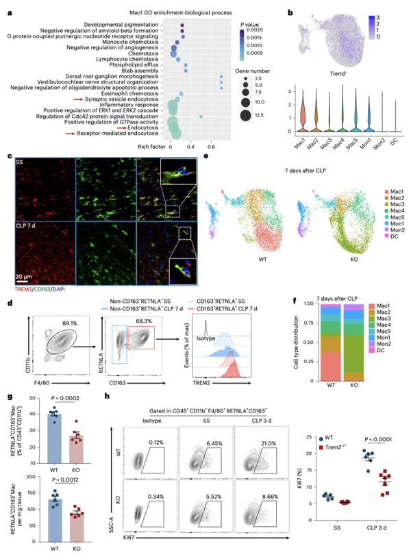 Nature Metabolism丨TREM2hi 驻留巨噬细胞通过维持心肌细胞稳态来保护脓毒症心肌损伤 - 知乎