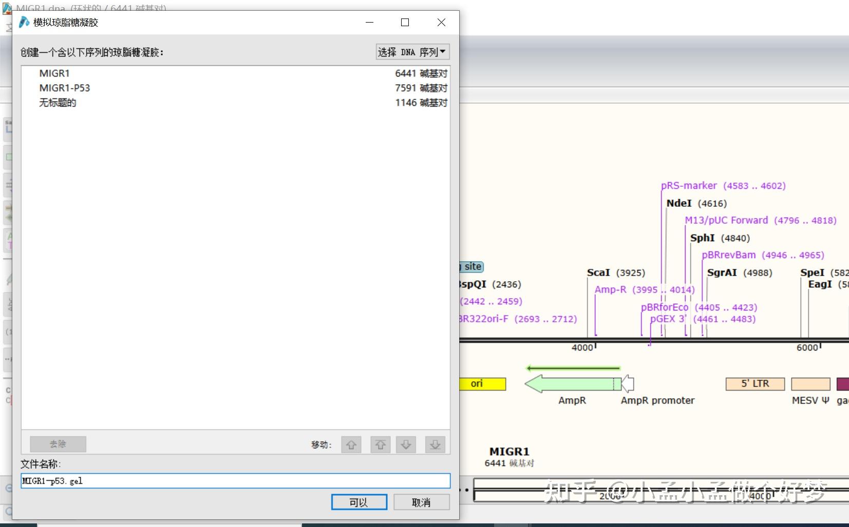 同源重组法构建质粒图谱 - 知乎