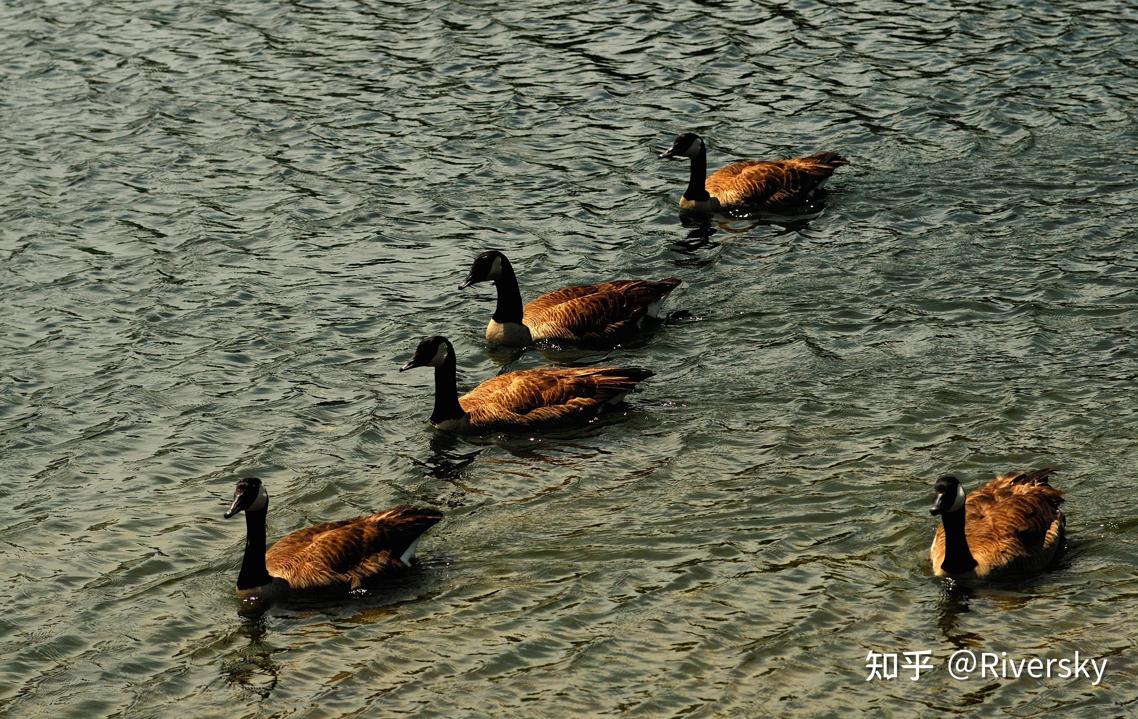 朝花夕拾：尼康末代高端CCD单反相机 - D200 - 知乎