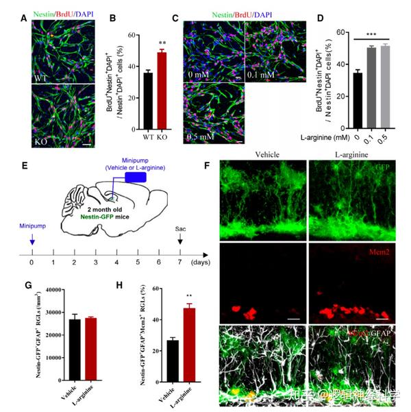 EMBO J｜郭伟翔课题组揭示L-精氨酸稳态调控成体神经干细胞活化的分子机制 - 知乎