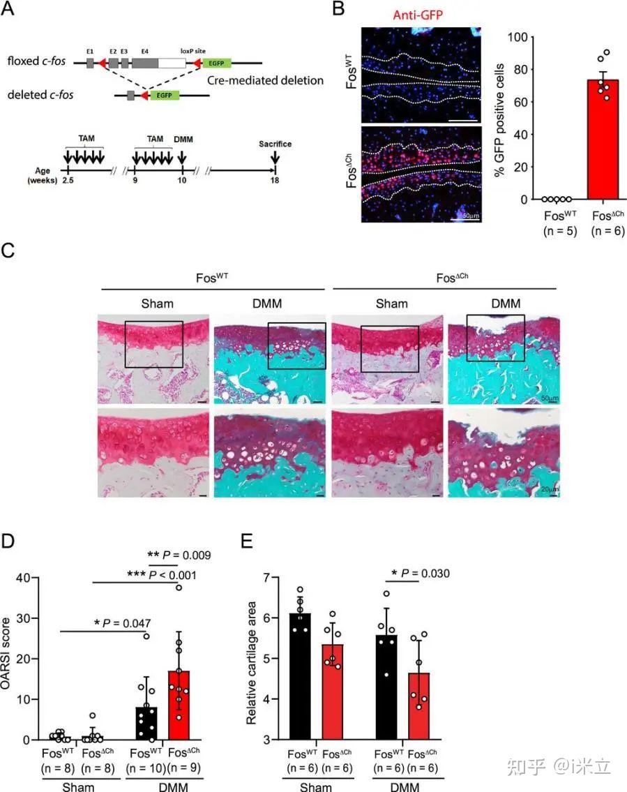 聚焦软骨能量代谢：c-Fos控制骨关节炎中的代谢重组 - 知乎