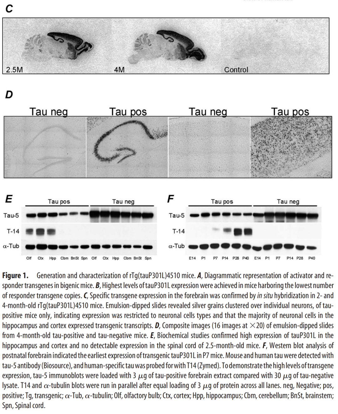 rTg4510小鼠|AD模型 - 知乎