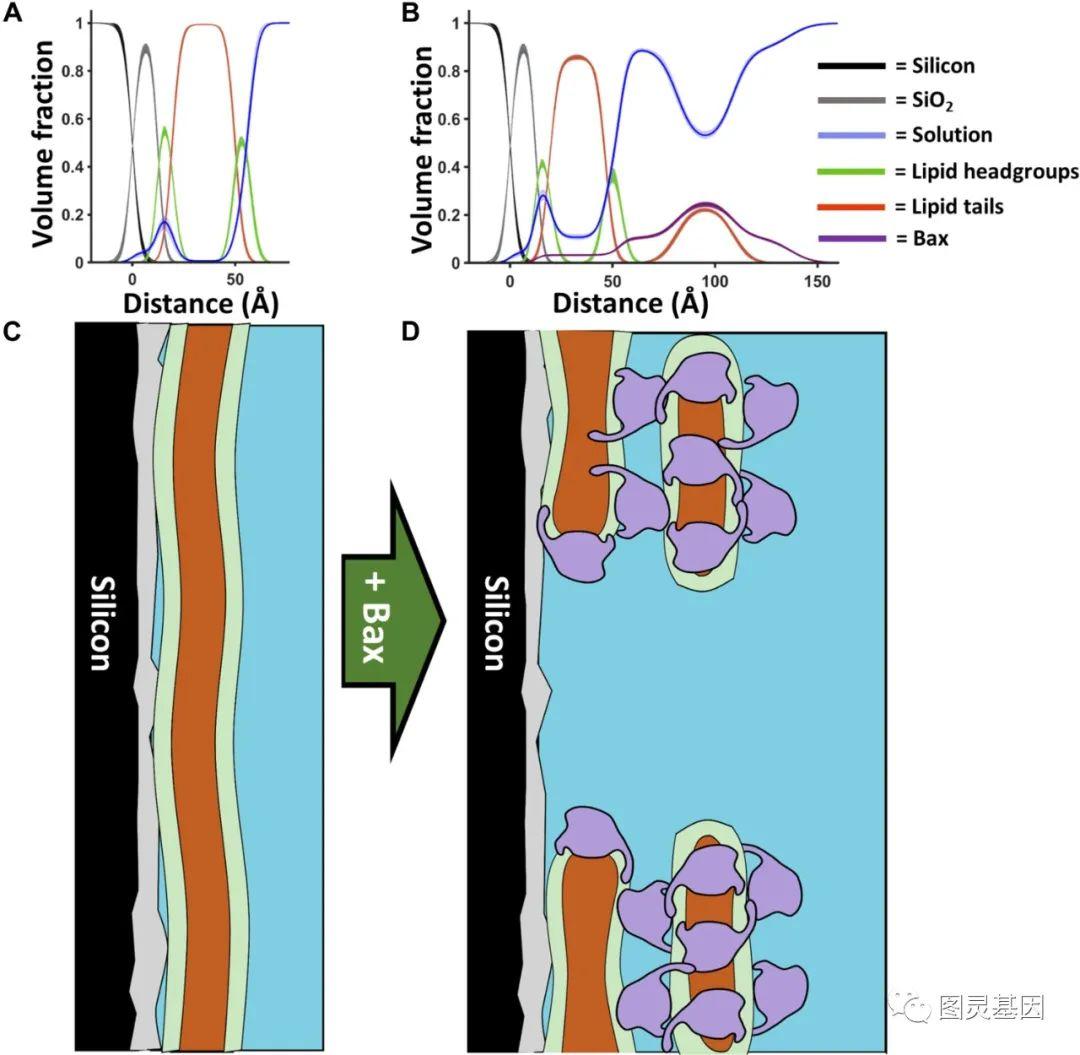 Sci Adv | 中子反射法研究线粒体膜穿孔蛋白在细胞凋亡中的作用 - 知乎