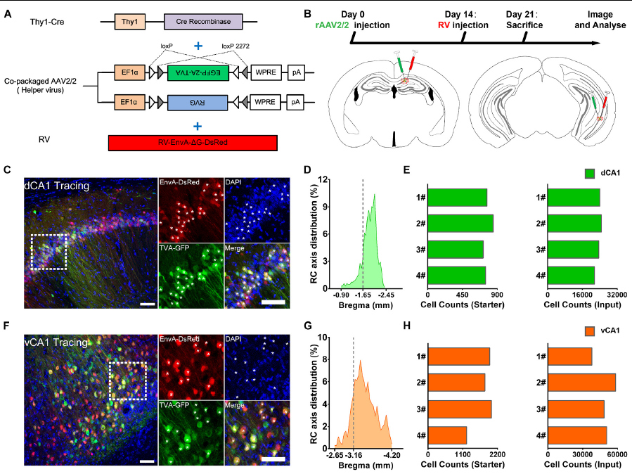 锥体神经元研究利器—Thy1-Cre鼠实验服务 - 知乎
