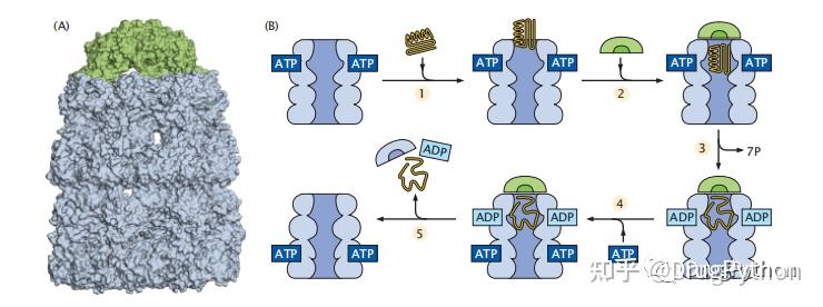 《Protein Actions Principles and Modeling》-《蛋白质作用原理和建模》中文分享（4） - 知乎