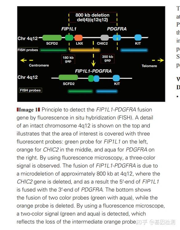 PDGFRA基因与癌症 - 知乎