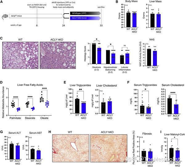 代谢学人--Cell Metabolism：NASH刺客 -- ATP柠檬酸裂解酶 - 知乎