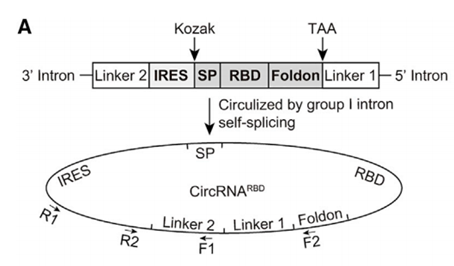 【耀文解读】综述|一文读懂：最新环状RNA(circRNA)的基础研究与治疗应用进展 - 知乎