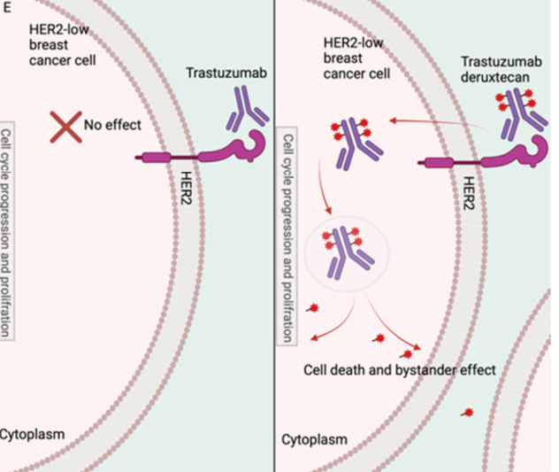 乳腺癌HER2靶向治疗药物的八大耐药机制及相应策略 - 知乎