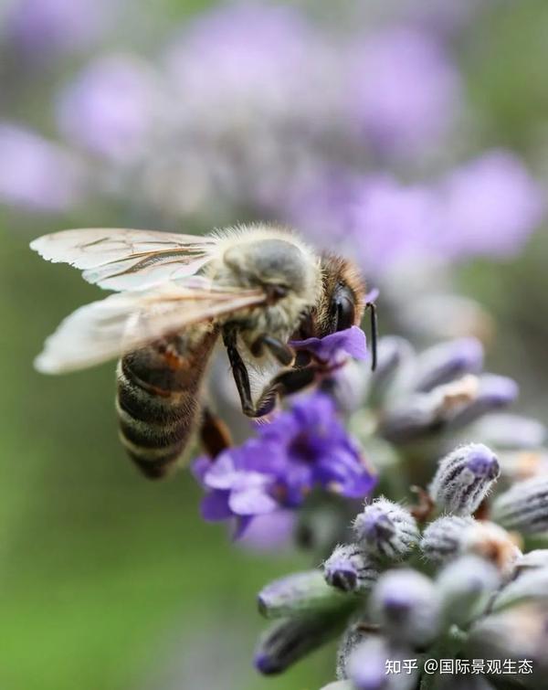 授粉者友好景观（Pollinator-Friendly）01 - 知乎